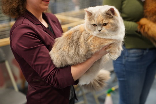 Katten Bilder – Durchsuchen 61 Archivfotos, Vektorgrafiken und Videos ...