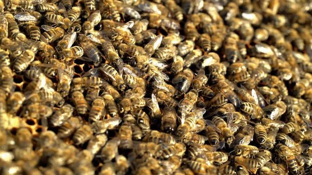 Bees Buzzing Images – Browse 6,436 Stock Photos, Vectors, and Video ...