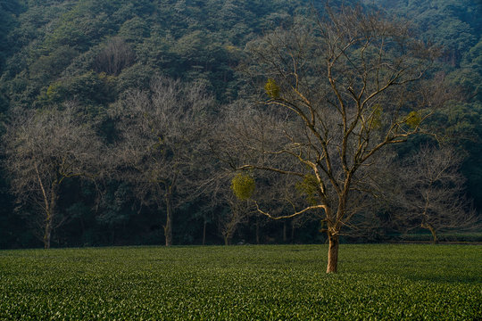 Bingshu Images – Browse 58 Stock Photos, Vectors, and Video | Adobe Stock