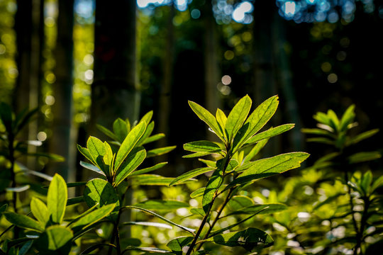 Bingshu Images – Browse 58 Stock Photos, Vectors, and Video | Adobe Stock