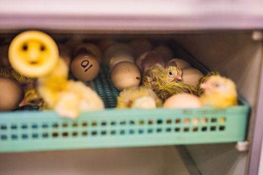 รูปภาพChicklet – เลือกดูภาพถ่ายสต็อก เวกเตอร์ และวิดีโอ253 | Adobe Stock