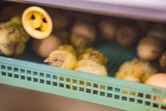 รูปภาพChicklet – เลือกดูภาพถ่ายสต็อก เวกเตอร์ และวิดีโอ253 | Adobe Stock