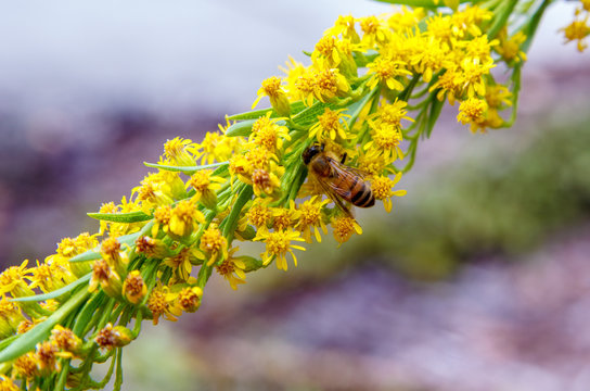 Fructify Bilder – Durchsuchen 586 Archivfotos, Vektorgrafiken und Videos | Adobe Stock