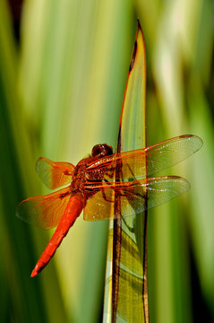 Euarthropoda Bilder – Durchsuchen 285 Archivfotos, Vektorgrafiken und ...