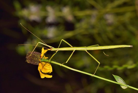 รูปภาพPhasmatodea – เลือกดูภาพถ่ายสต็อก เวกเตอร์ และวิดีโอ26,157 ...