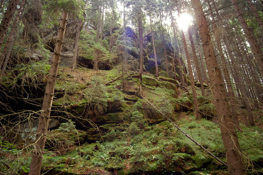 Humusschicht Bilder – Durchsuchen 61 Archivfotos, Vektorgrafiken und ...