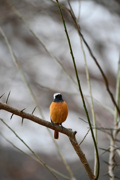 Otterrute Bilder – Durchsuchen 103 Archivfotos, Vektorgrafiken und ...