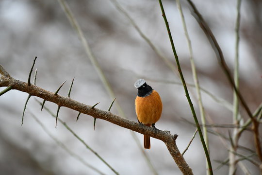 Otterrute Bilder – Durchsuchen 103 Archivfotos, Vektorgrafiken und ...