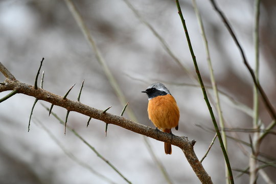 Otterrute Bilder – Durchsuchen 103 Archivfotos, Vektorgrafiken und ...