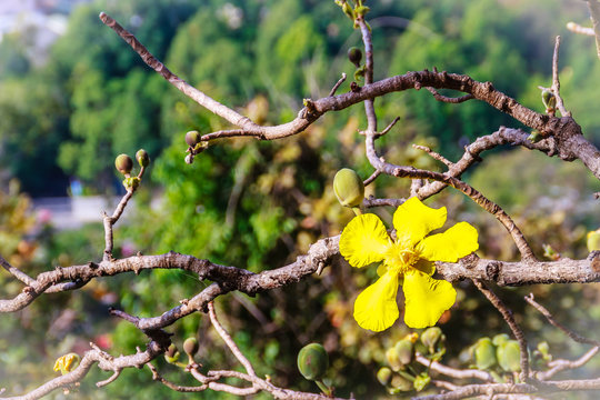รูปภาพDilleniaceae – เลือกดูภาพถ่ายสต็อก เวกเตอร์ และวิดีโอ186 | Adobe ...