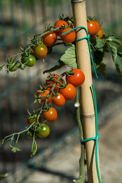 Ciliegina Bilder – Durchsuchen 265 Archivfotos, Vektorgrafiken und ...