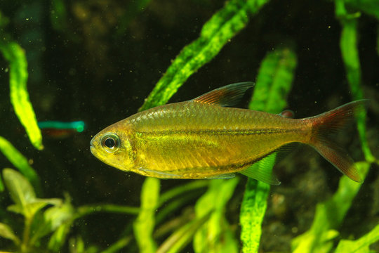 Orinoco River Animals