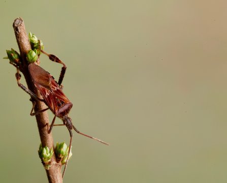 รูปภาพConifere – เลือกดูภาพถ่ายสต็อก เวกเตอร์ และวิดีโอ6,980 | Adobe Stock