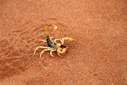 Parabuthus Bilder – Durchsuchen 116 Archivfotos, Vektorgrafiken und ...