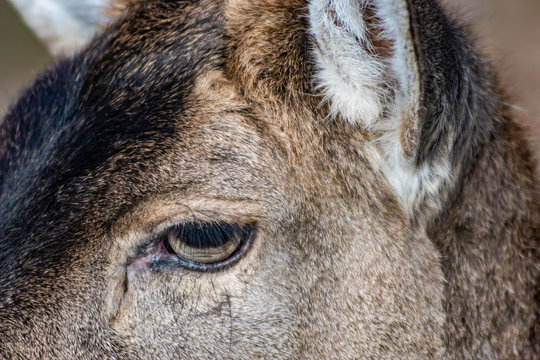 Rehauge-Bilder: Stock-Fotos & -Videos. | Adobe Stock