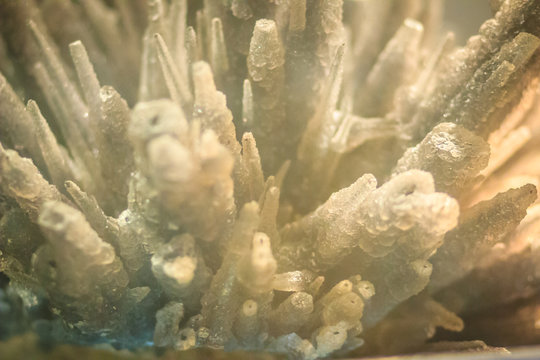 Caf2 Images – Browse 68 Stock Photos, Vectors, and Video | Adobe Stock