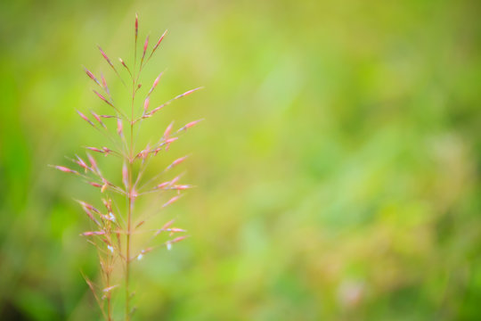 Amorseco Images – Browse 85 Stock Photos, Vectors, and Video | Adobe Stock