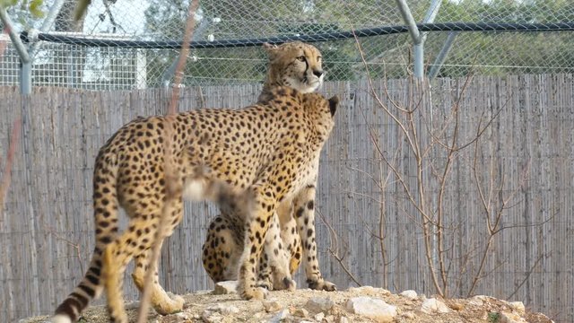"Cheetah Skin" Images – Browse 276 Stock Photos, Vectors, and Video ...