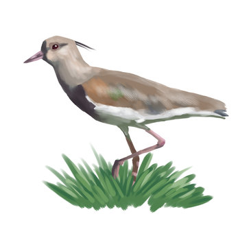 รูปภาพQuero-Quero – เลือกดูภาพถ่ายสต็อก เวกเตอร์ และวิดีโอ517 | Adobe Stock