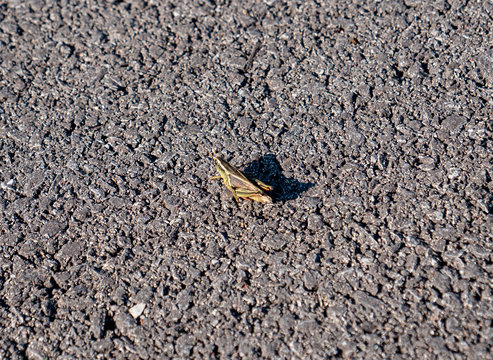 Vermine Billeder – Gennemse 329 stockfotos, vektorer og videoer | Adobe ...