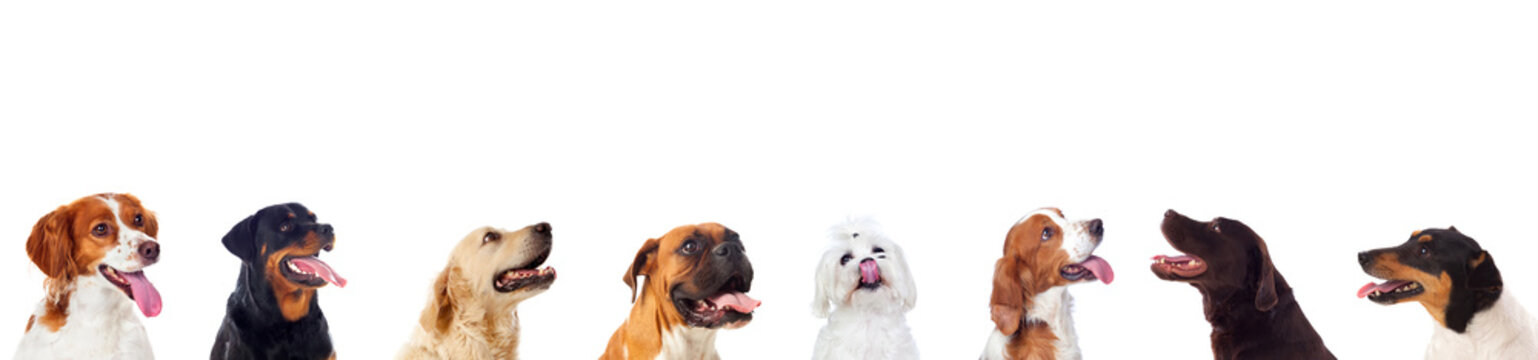 Free Dogs Images – Browse 14,398 Free Stock Photos, Vectors, and Video ...