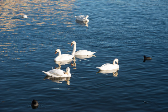 Svanar Images – Browse 58 Stock Photos, Vectors, and Video | Adobe Stock