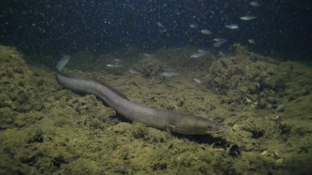 "Silver Eels" 影像 – 瀏覽 304 個素材庫相片、向量圖和影片 | Adobe Stock