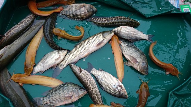 Fish-Heads 이미지 – 찾아보기 3,887 스톡 사진, 벡터 및 비디오 | Adobe Stock