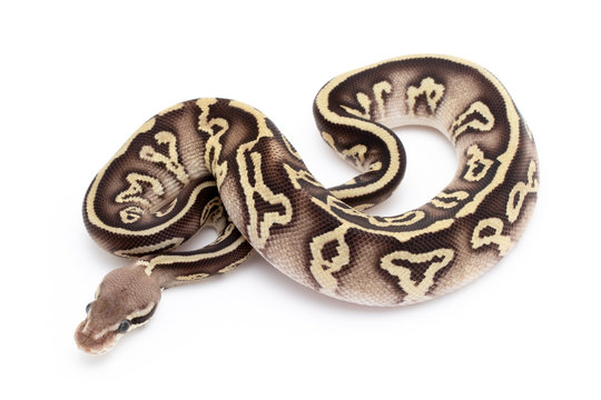 Snake Python Morphs