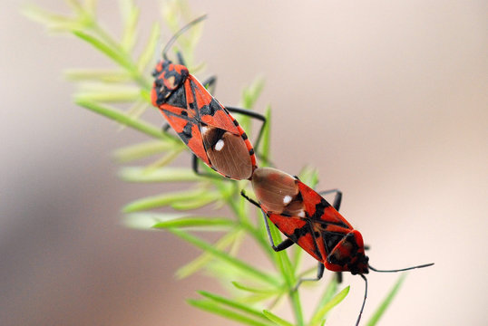 รูปภาพCopular – เลือกดูภาพถ่ายสต็อก เวกเตอร์ และวิดีโอ83 | Adobe Stock