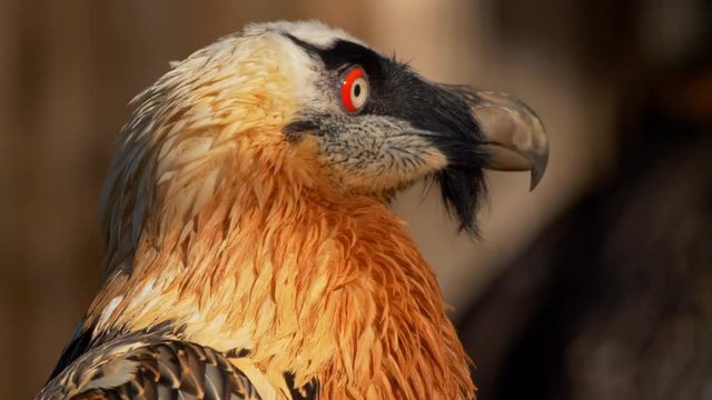 Imágenes de vídeo de Buitre: descubre material de archivo de vídeo en ...