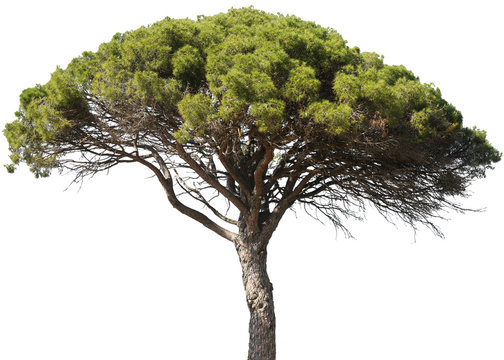 รูปภาพPinea – เลือกดูภาพถ่ายสต็อก เวกเตอร์ และวิดีโอ1,970 | Adobe Stock