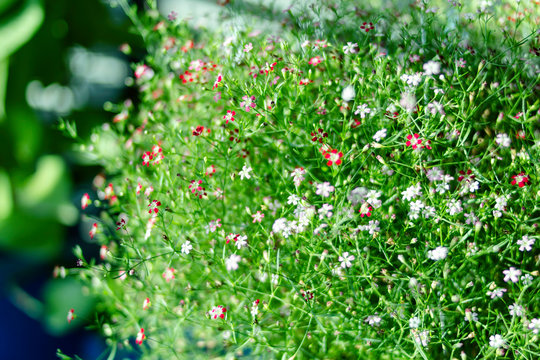 รูปภาพYipso – เลือกดูภาพถ่ายสต็อก เวกเตอร์ และวิดีโอ24 | Adobe Stock