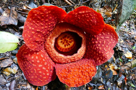 Giant Rafflesia Flower