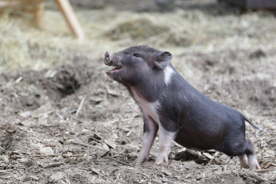 Minischwein Bilder – Durchsuchen 4,364 Archivfotos, Vektorgrafiken und ...