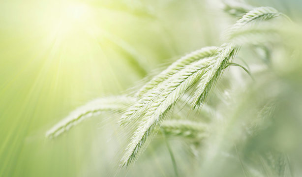 Zerealien bilder – Bläddra bland 925 stockfoton, vektorer och videor ...