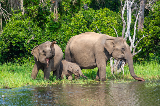 Elephas Images – Browse 42 Stock Photos, Vectors, and Video | Adobe Stock