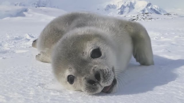 "Weddell Seal" Images – Browse 832 Stock Photos, Vectors, and Video ...