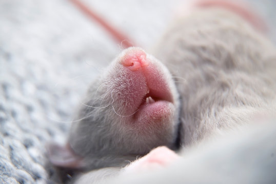 Musophobia Bilder – Durchsuchen 127 Archivfotos, Vektorgrafiken und ...