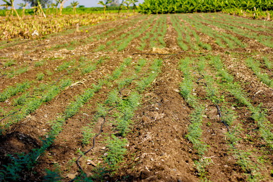 Harbhara Images – Browse 305 Stock Photos, Vectors, and Video | Adobe Stock