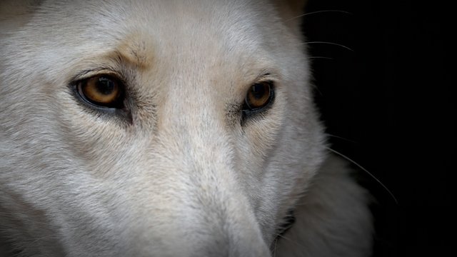 804 BESTE Leitwolf BILDER, STOCK-FOTOS & -VEKTORGRAFIKEN | Adobe Stock