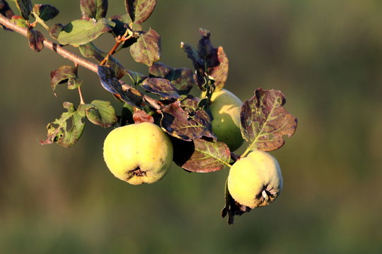 Pome Images – Browse 17,251 Stock Photos, Vectors, and Video | Adobe Stock