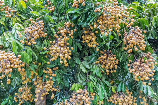 「Longani」の画像 - 67 件の Stock 写真、ベクターおよびビデオ | Adobe Stock