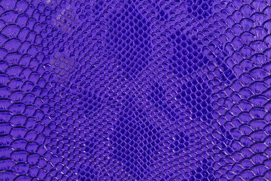 Purple Snake Skin Images – Browse 2,742 Stock Photos, Vectors, and ...