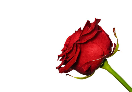 "Rose Isolated" Bilder – Durchsuchen 990 Archivfotos, Vektorgrafiken ...