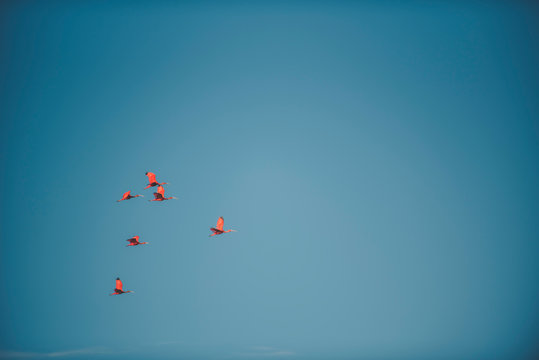 Imagens de Guaras – Explore Fotografias do Stock, Vetores e Vídeos de 8 ...