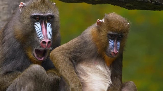 Mandrill Bilder – Durchsuchen 5,978 Archivfotos, Vektorgrafiken und ...