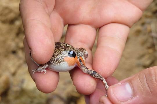 Sapito Images – Browse 65 Stock Photos, Vectors, and Video | Adobe Stock