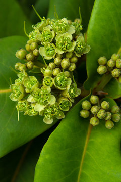 Leag-Bilder: Stock-Fotos & -Videos. | Adobe Stock