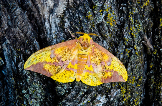 "Imperial Moth" Images – Browse 113 Stock Photos, Vectors, and Video ...